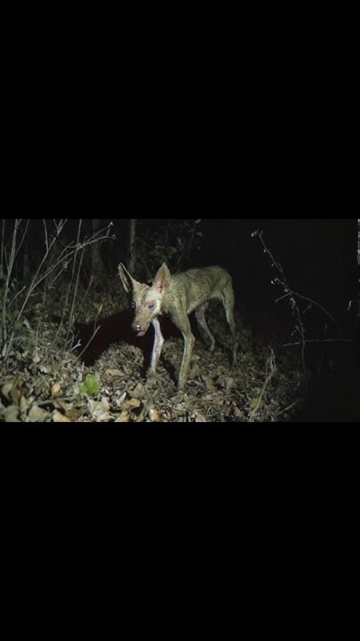 Is That a Dog? Caught on Camera — or Something Else? 🐾 #shorts # ...