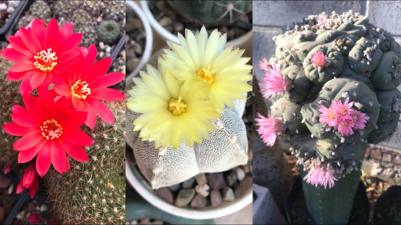 10 Cactus florecidos de mi colección con sus nombres - YouTube