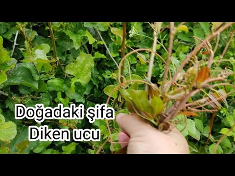 Hem şifa hem gıda: Diken ucu kavurması #dikenucu #kırçan #melocan #melevcan #doğadakişifa