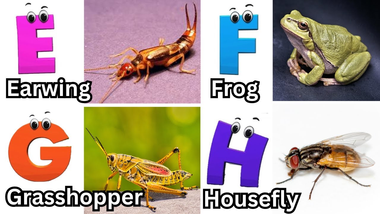 Abc Insect Song | A to Z Insects Song | Insects Alphabet song | Phonics ...