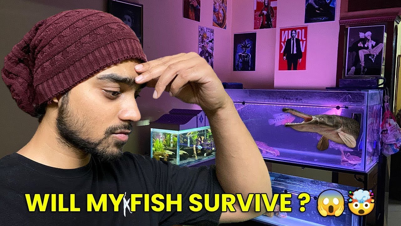 How to Control Alligator Gar Aggression in Your Monster Tank!! - YouTube