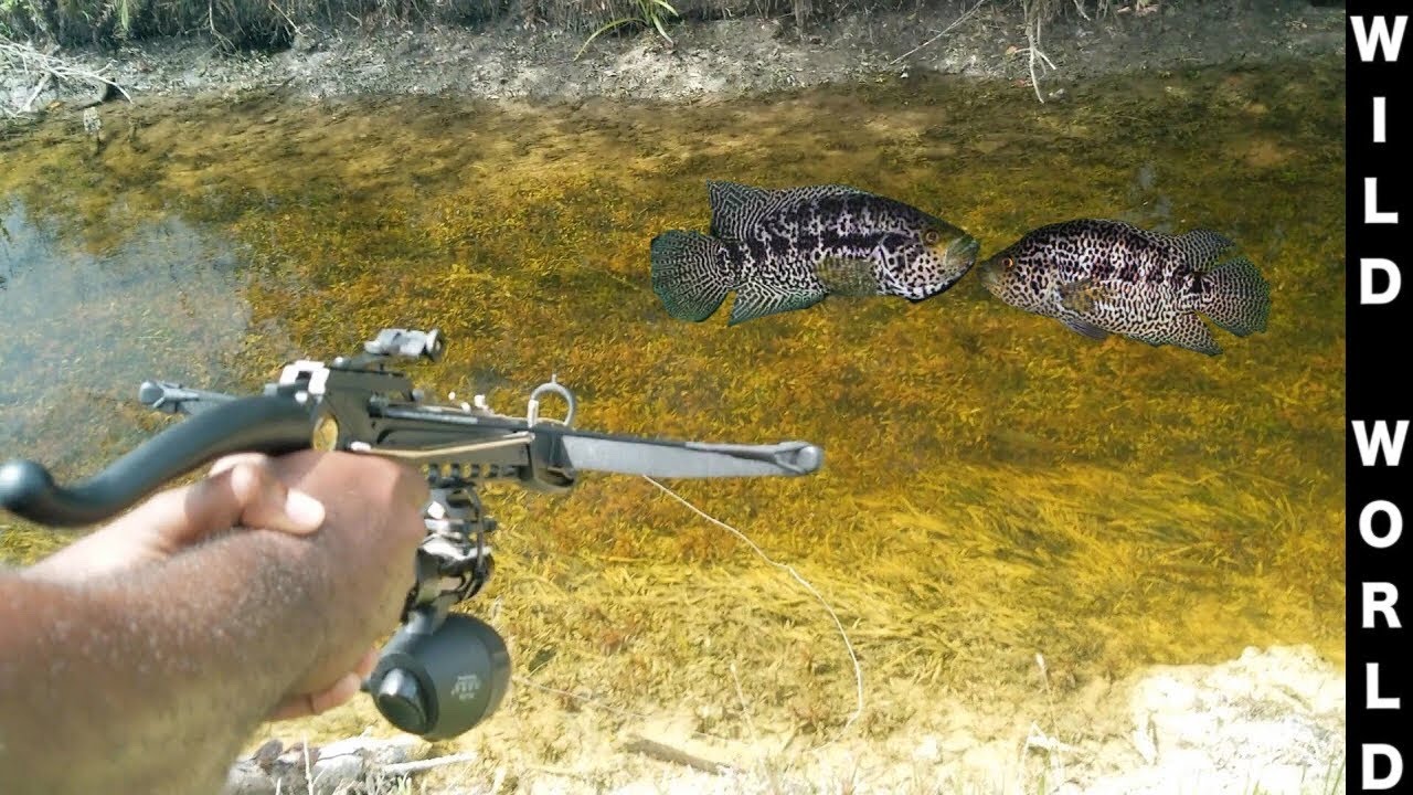 Using Mini CROSSBOW to hunt Food for my Massive Redtail Catfish - YouTube