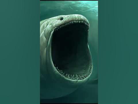 What’s the tours you? What are you do? It’s a bloop. - YouTube