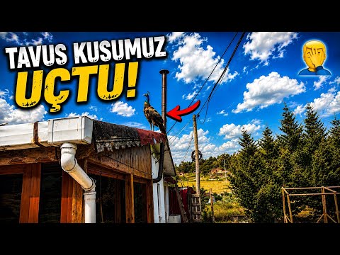 🦚 Tavuz Kuşu Yavrusu Uçtu 🤦‍♂️ Gülen Kumrularımız 🕊️ Bıldırcınlar Ana Kucağına 🐥 Çiftlik