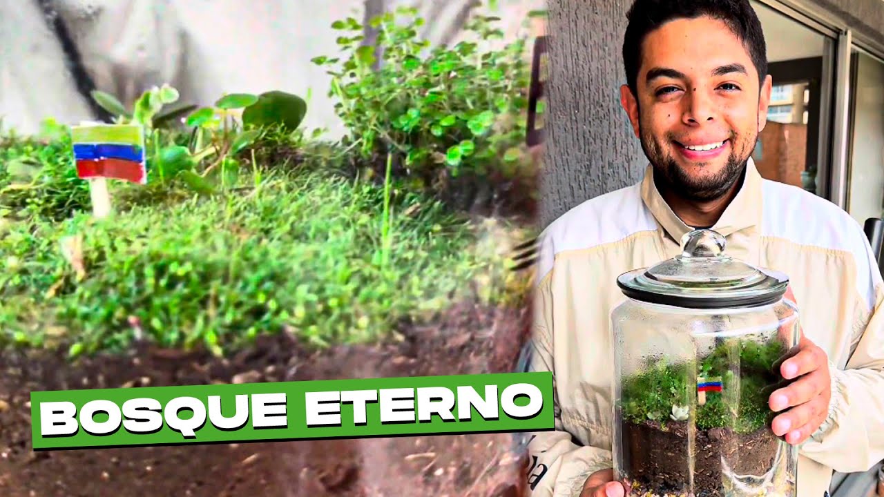 Como Hacer Un Terrario Cerrado O Bosque Eterno 🌳 - YouTube