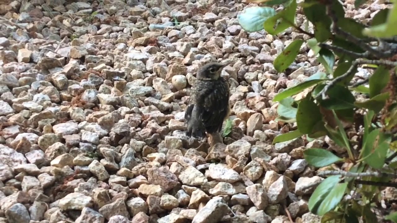 The Adventure of The Bird Boi - YouTube