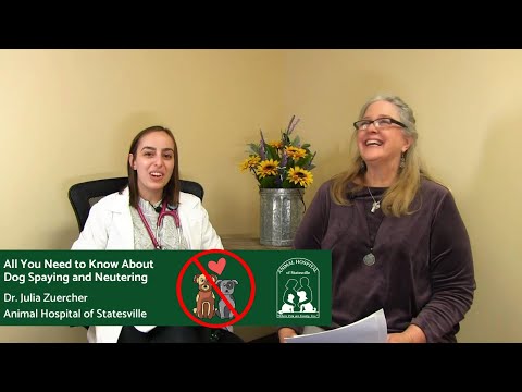 All You Need to Know About Dog Spaying and Neutering