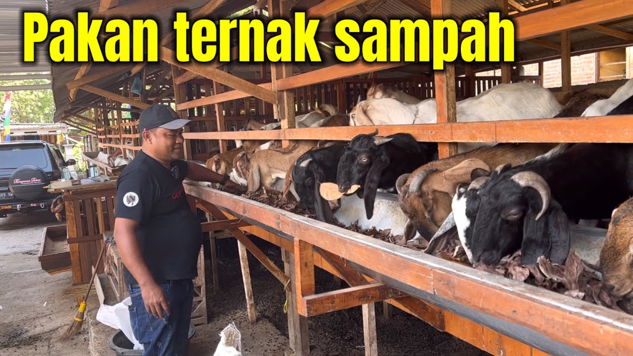 PaKan ternak pake sampah jadi makanan bergizi untuk kambing - YouTube