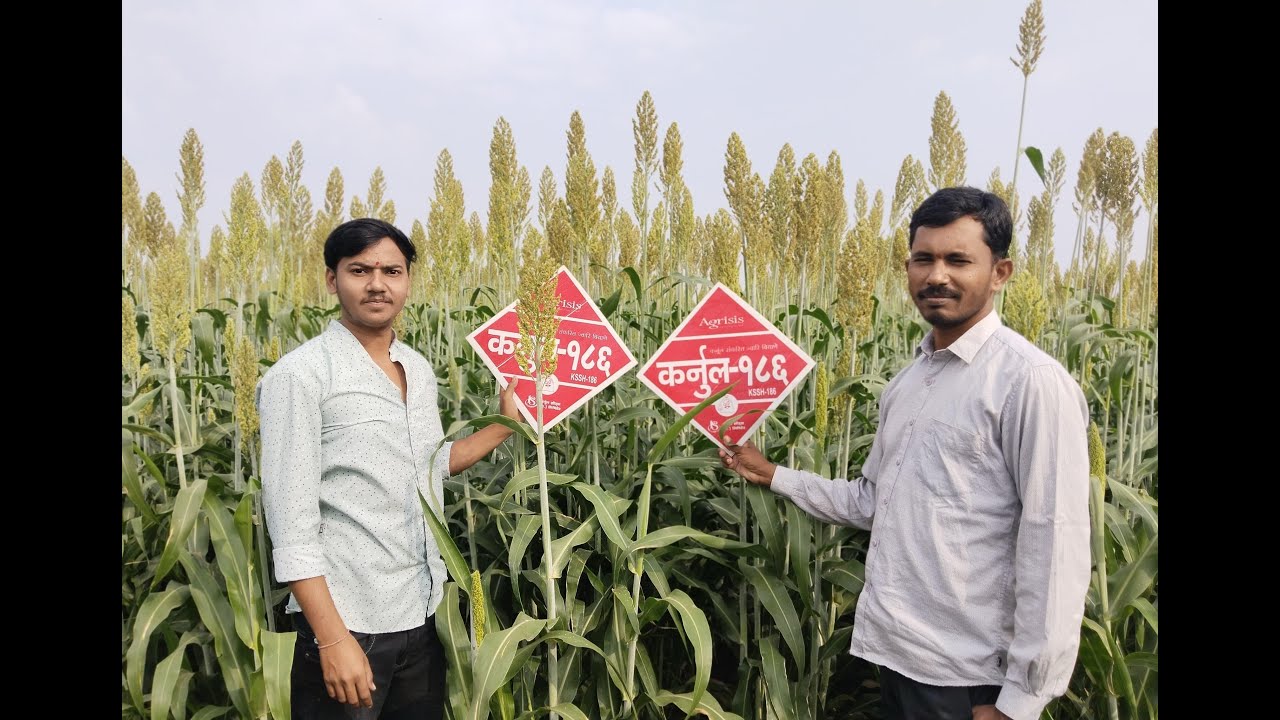 Kurnool Seeds Hybrid Jowar : KSSH-186 #highyielding #hybridsorghum ...