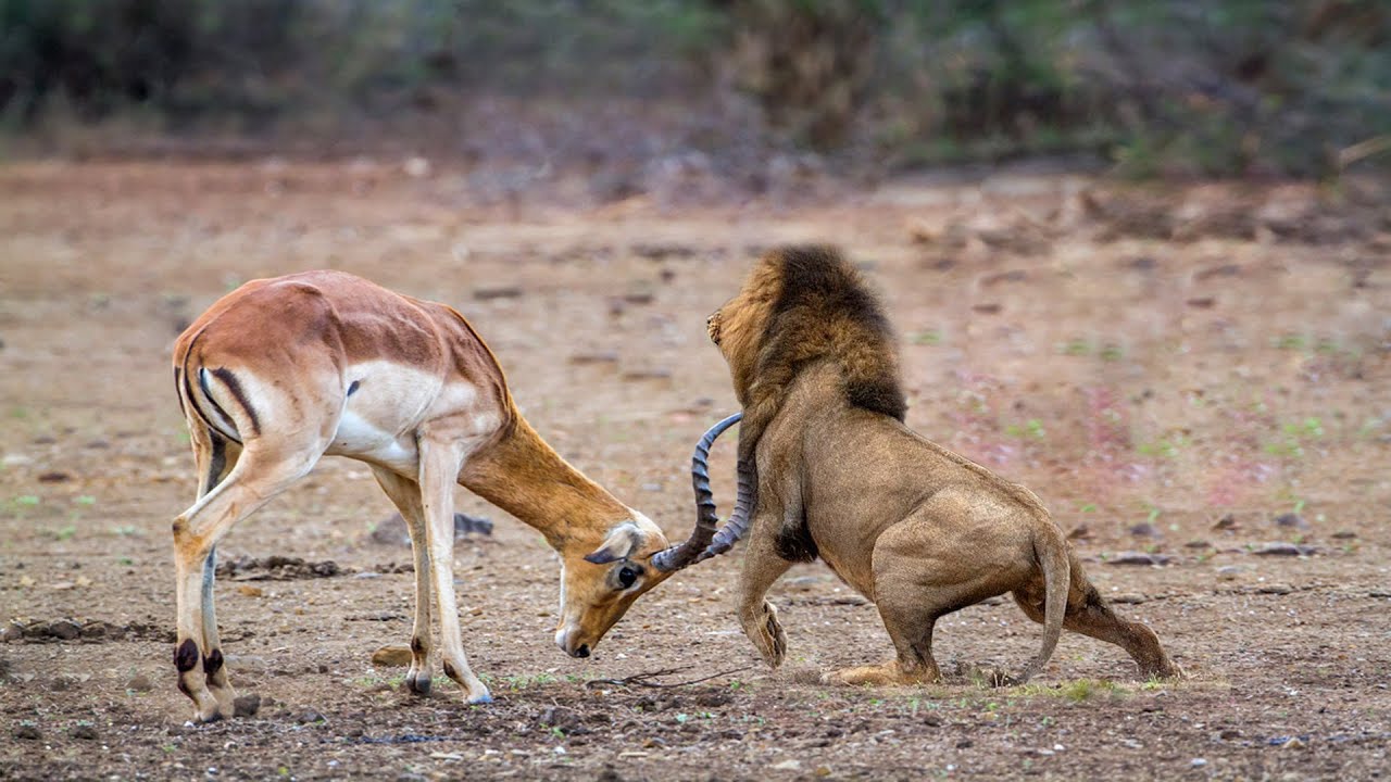 How Lion Hunting Impala In The Wild - YouTube