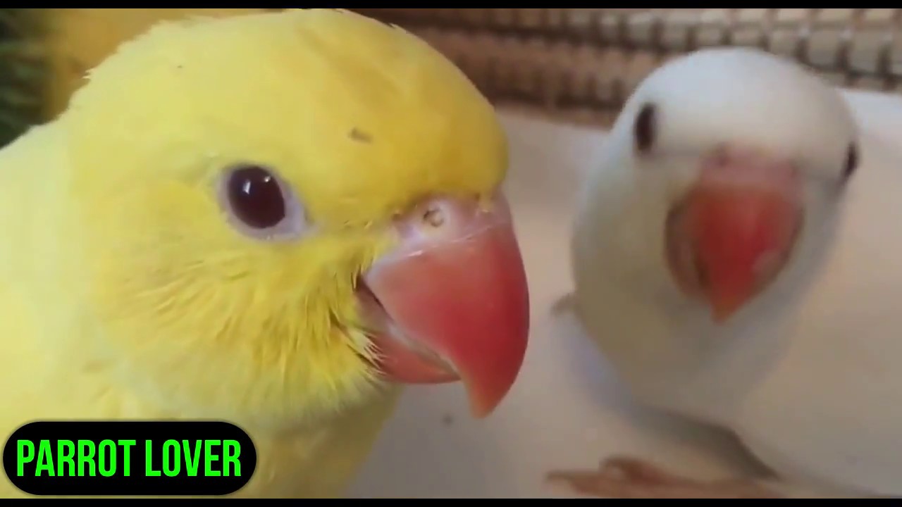 funny parrot compilation 2018, best funny parrots, Parrot Lover - YouTube