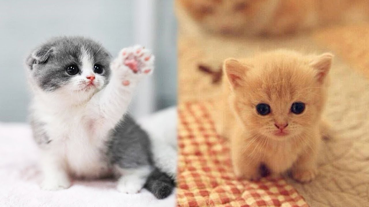 Cat Reaction to Playing Toy Funny Cat Toy Reaction Compilation | Cute ...