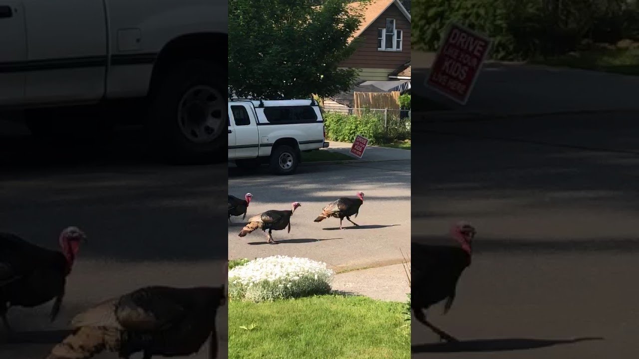 Turkey Gang Walks in Sync || ViralHog - YouTube