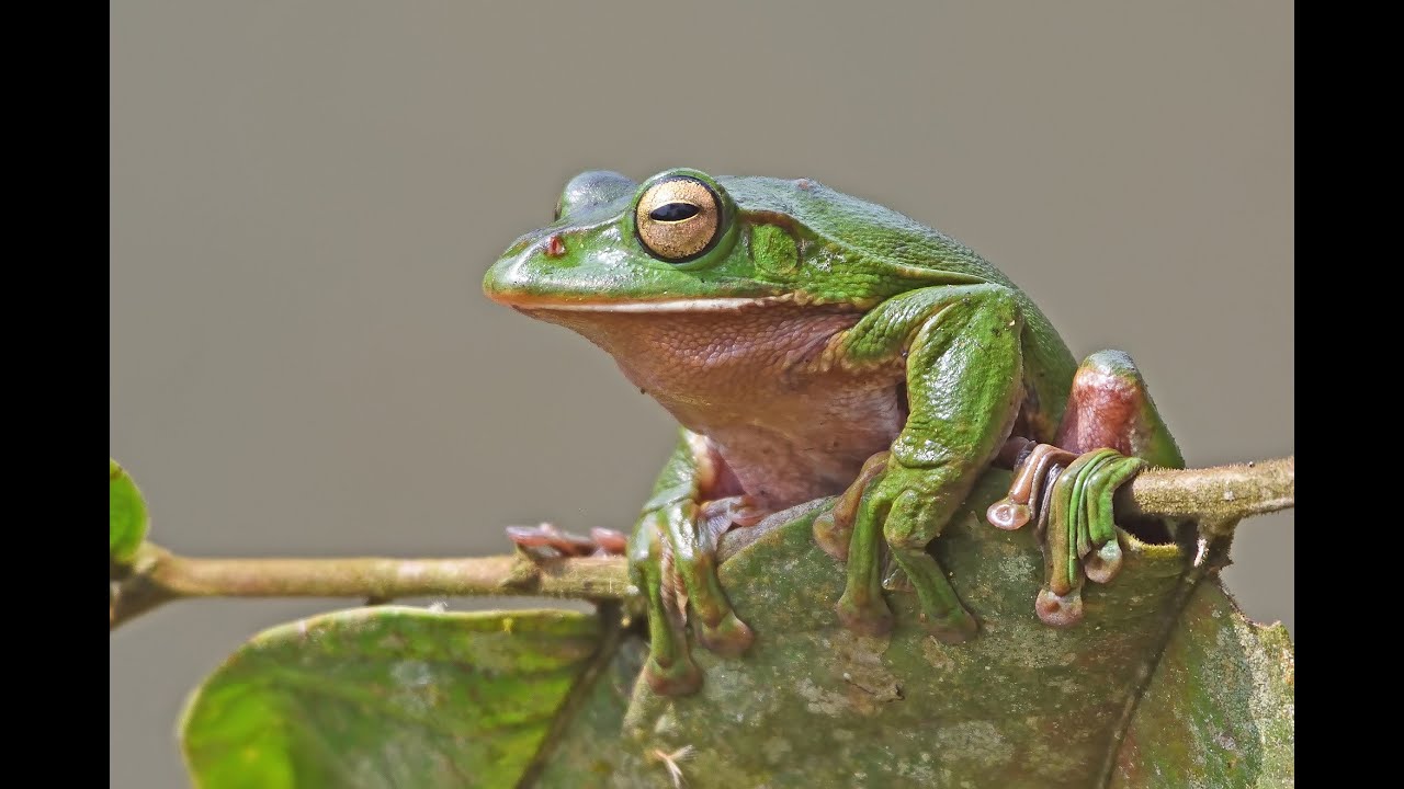 Great Gliding Frog - North-East India - YouTube