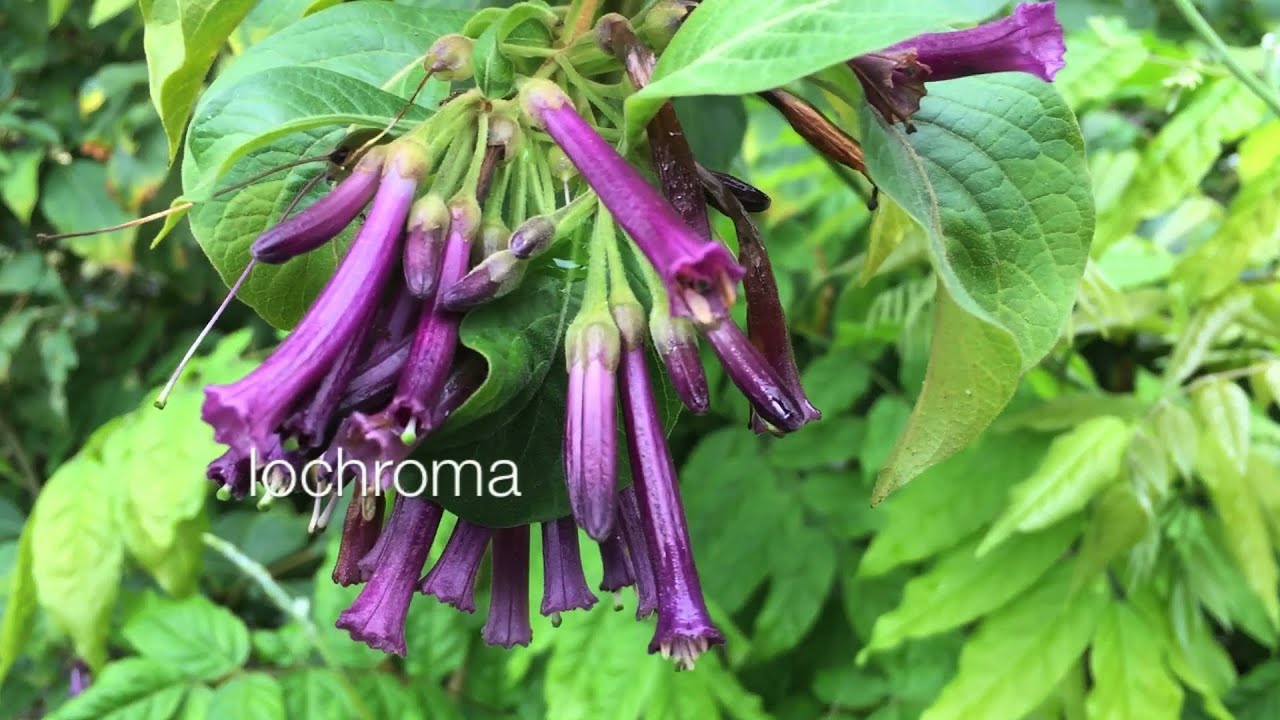 Iochroma - A Minute in the Garden 9 from A Gardener's Notebook - YouTube