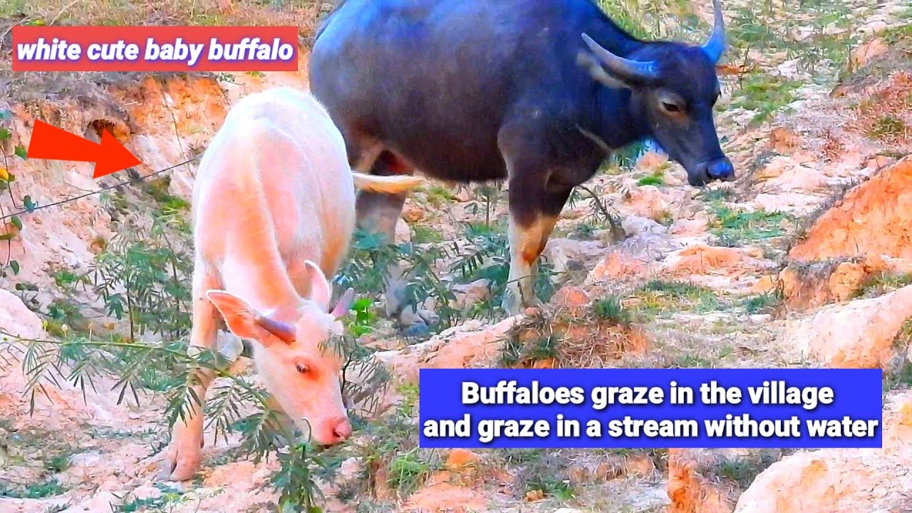 Buffaloes graze in the village and graze in a stream without water ...