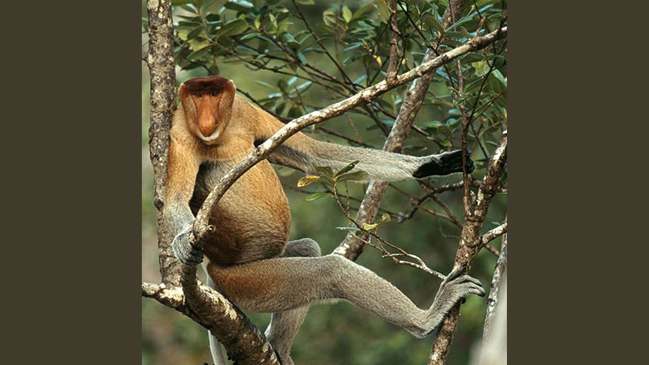 Lonely Monkey - YouTube