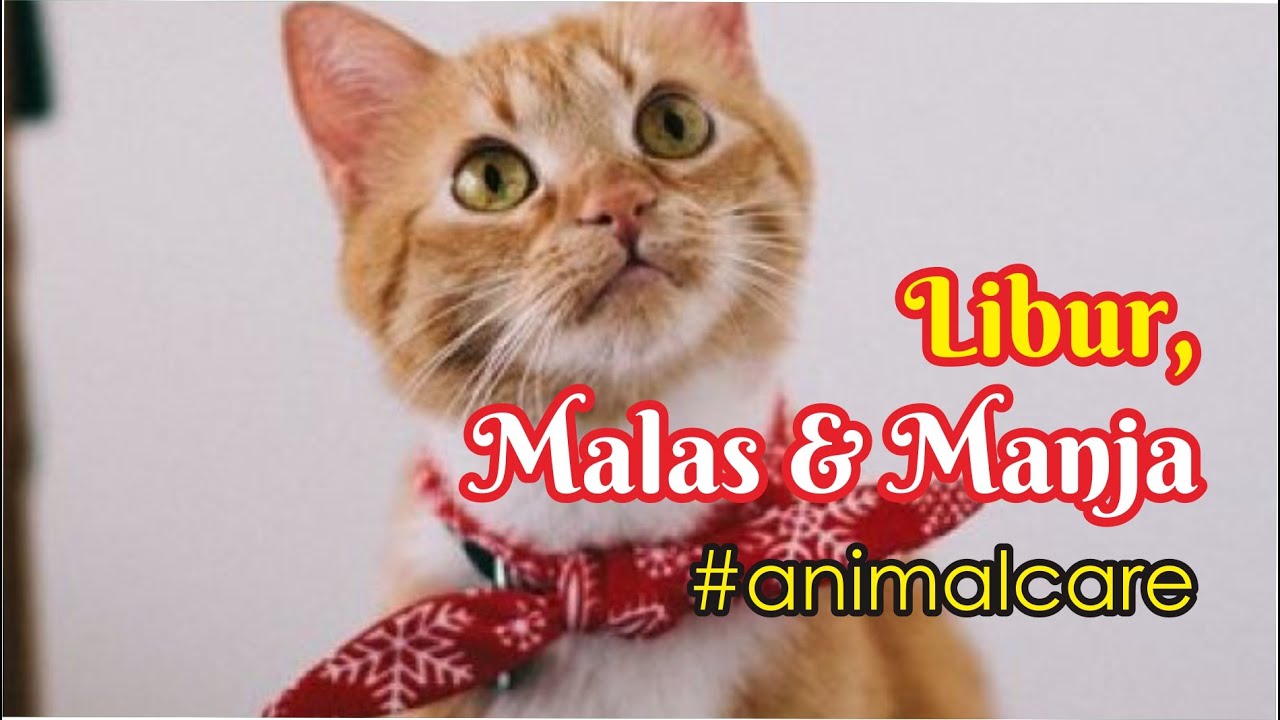 Kucing Manja di hari Libur #animalscare - YouTube