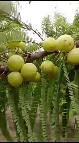 आंवला की खेती | Amla farming in India | New | #short #shorts #video # ...