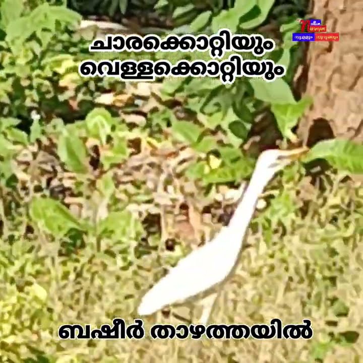 #heron, #kock, #bird, #basheer, #thazhathayil - YouTube