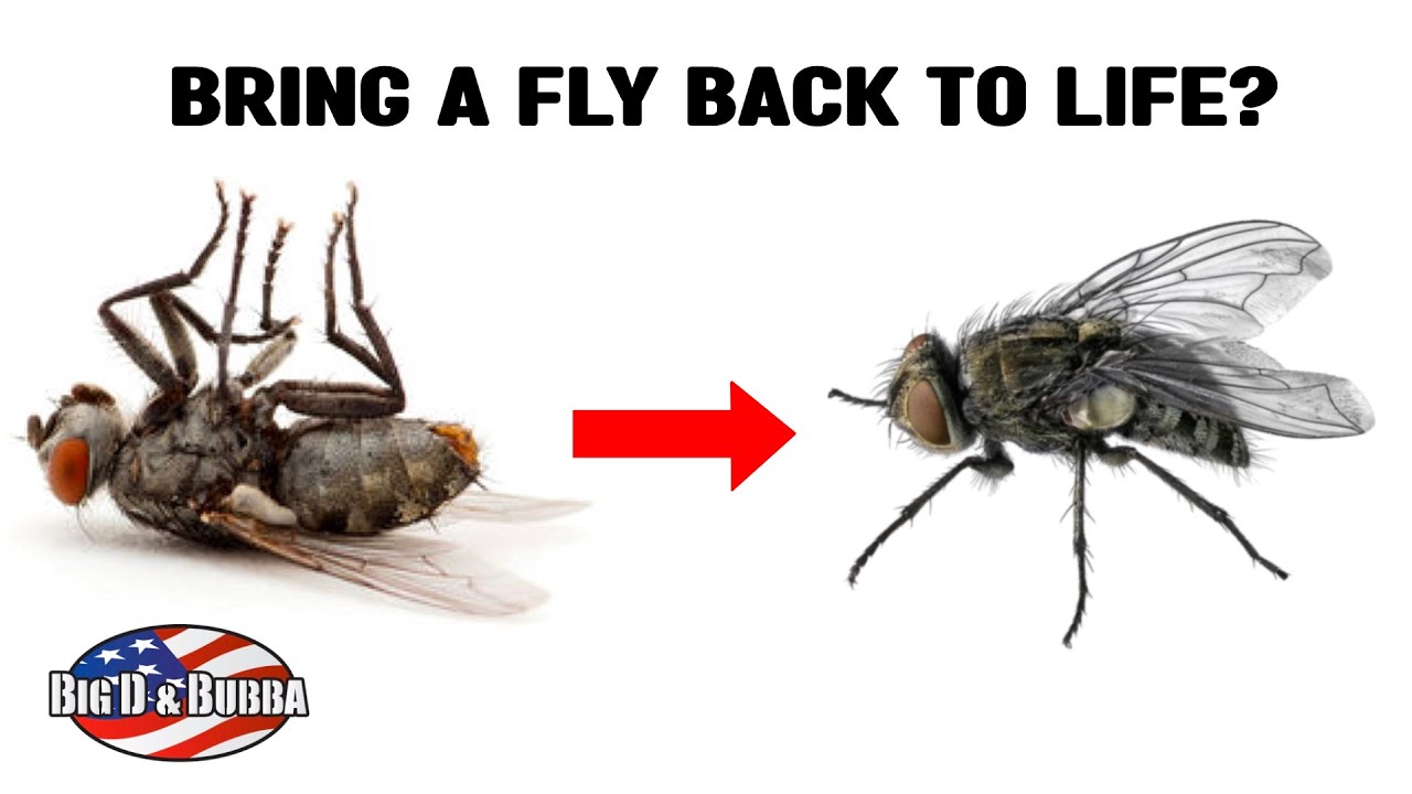 Can You Bring A Fly Back To Life? | Listener Mail - YouTube