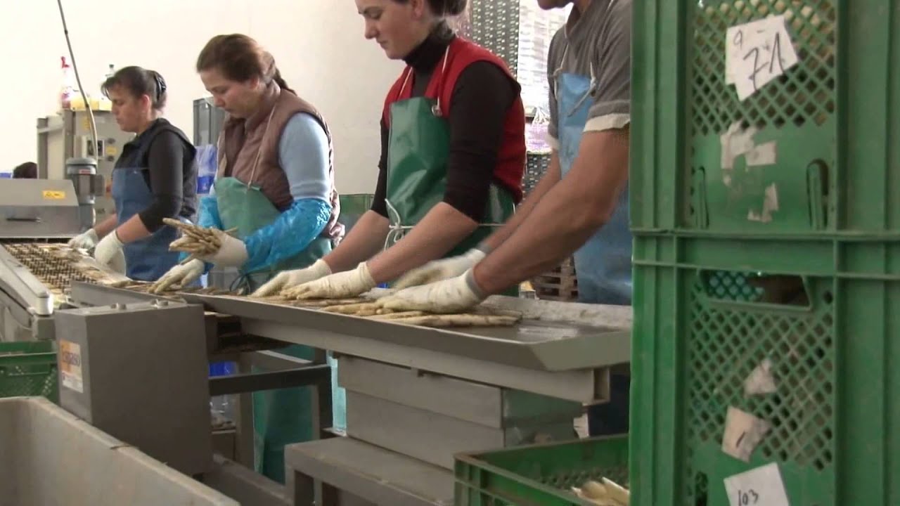 Spargel Sortierung / selezione asparagi - YouTube