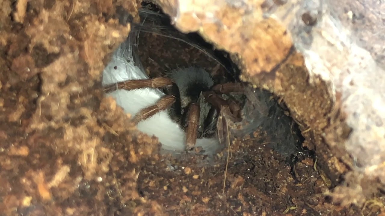 Tarantula Egg Sac in the making (Kochiana Brunnipes) - YouTube