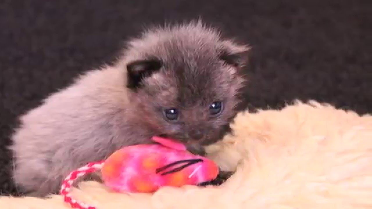 Bruce the cat: week four - YouTube