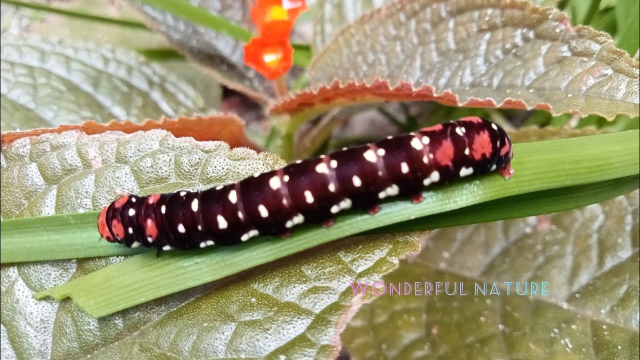 Polytela gloriosae/the Indian lily moth /lily caterpillar - YouTube