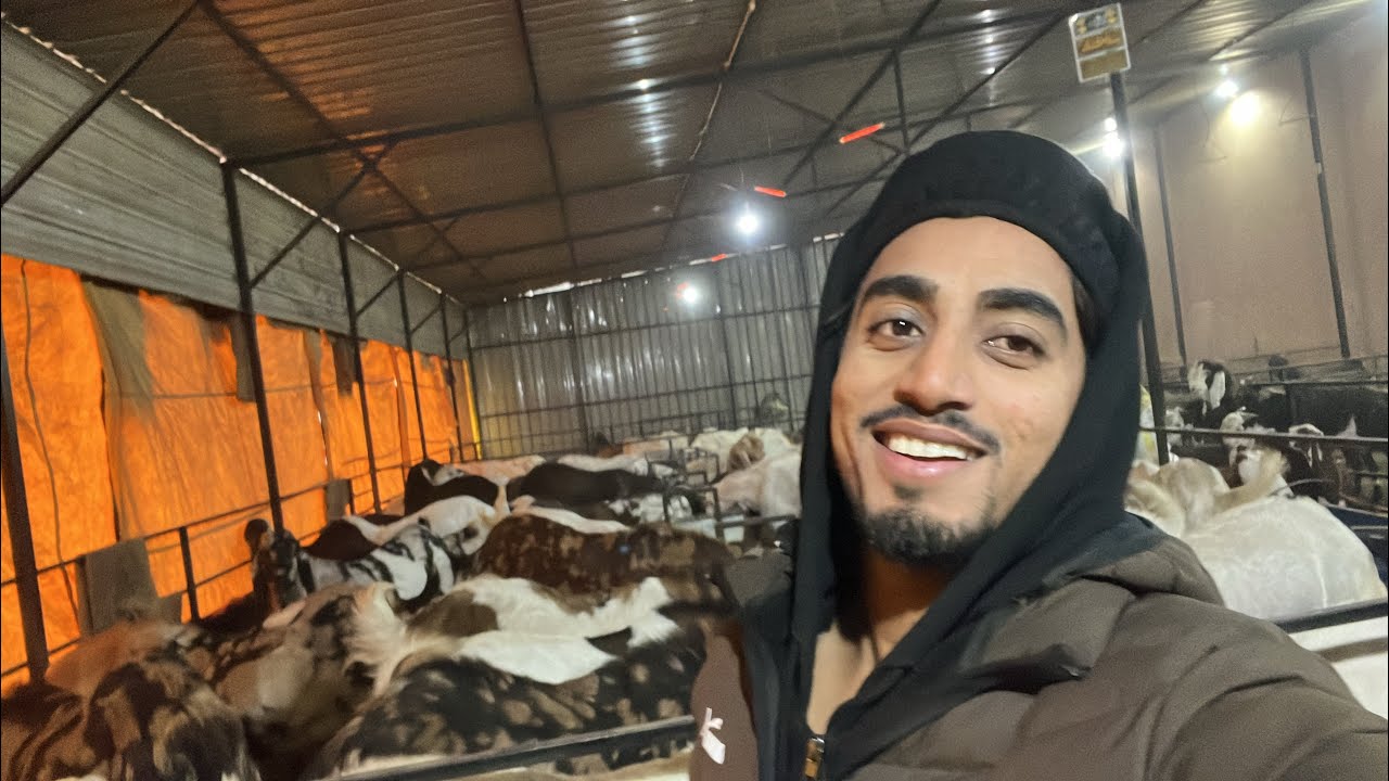 BAKRO KI FULL DAY DIET||DAILY VLOG||SABRIGOATFARM - YouTube