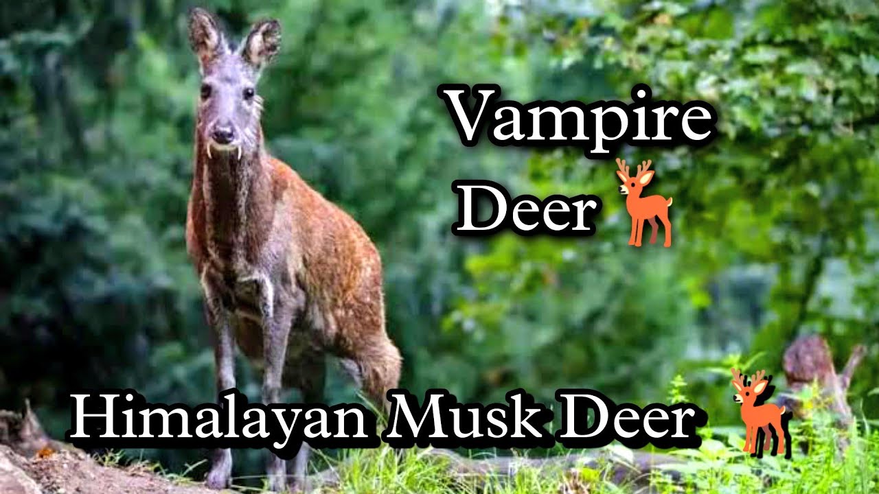 Musk deer - Himalayan Musk Deer 🦌|| Rare Kashmiri musk deer || - YouTube
