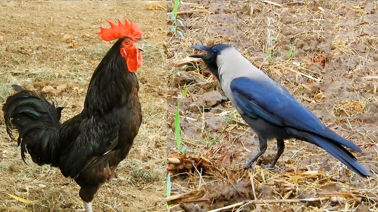 Rooster crowing sound vs crow crowing sounds | suara ayam vs suara ...