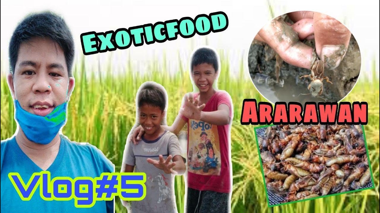 EPS. 5 CATCHING/PICKING ARARAWAN | MOLE CRICKET - YouTube