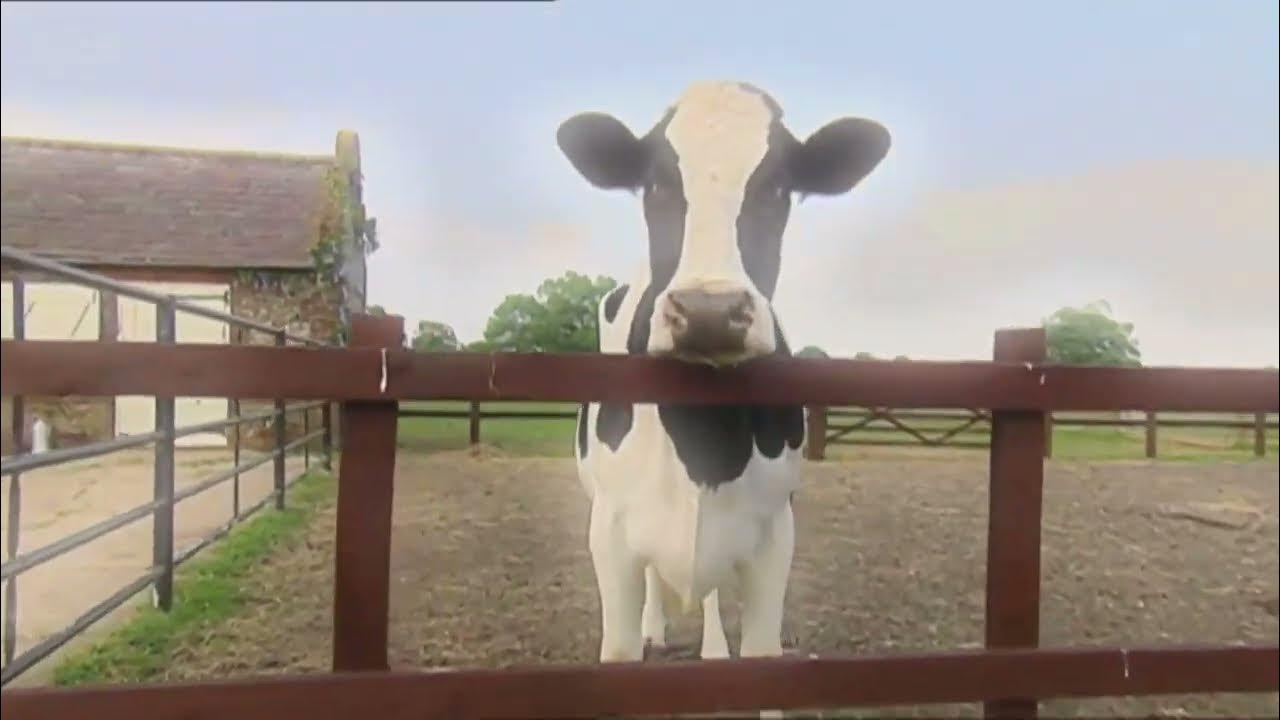 Big Barn Farm - Madame The Cow Song (Scottish Gaelic) - YouTube
