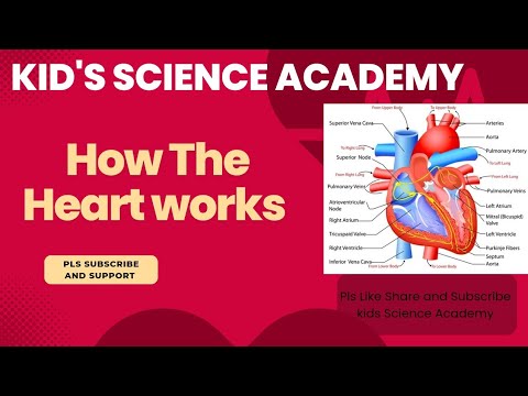 How the Heart Works: Kid's Science Academy - YouTube