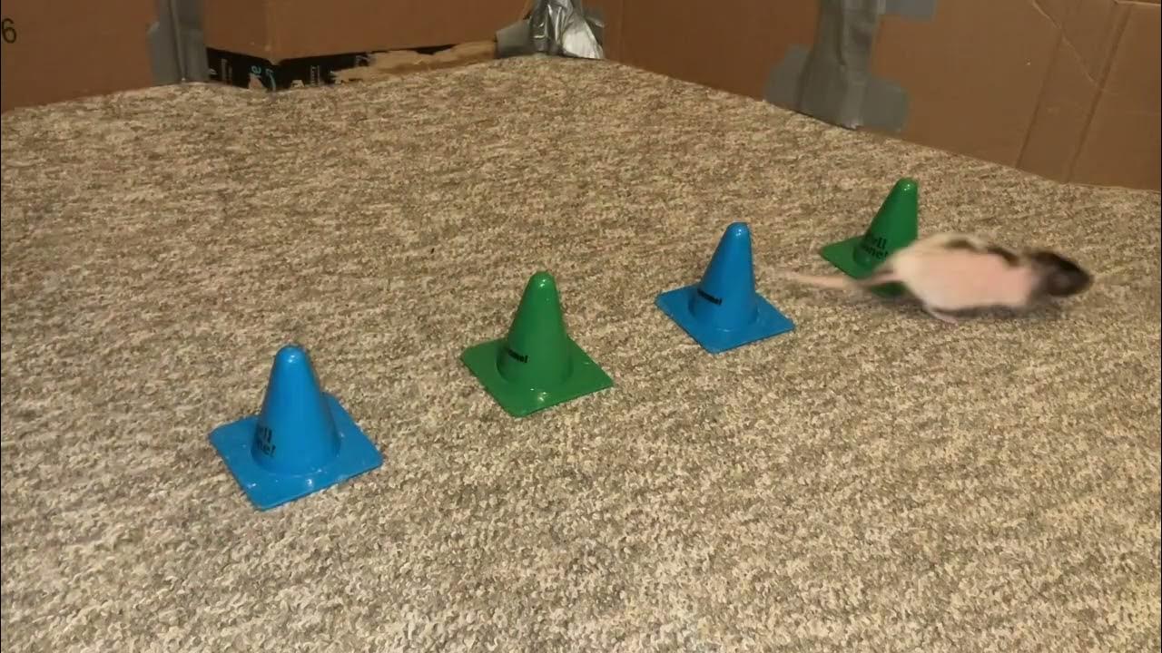 My dwarf rat Butter learning to weave with a larger ball! - YouTube