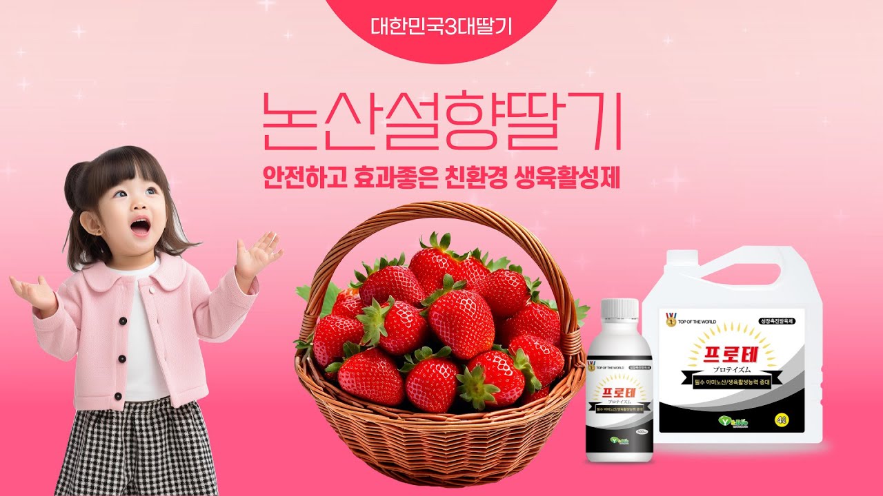 논산 설향딸기 더달고 더크게 친환경생육활성제 와이앤바이오 프로테 추천 논산설향딸기 설향딸기 딸기생육활성제 와이앤바이오
