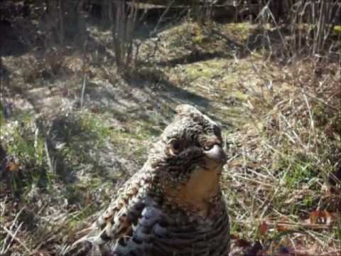 Grouse Attack! - YouTube