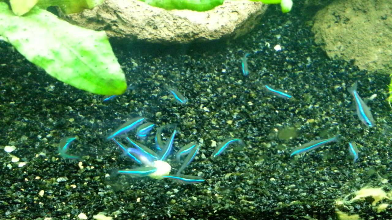 Blue neon tetras attack algae wafer - YouTube