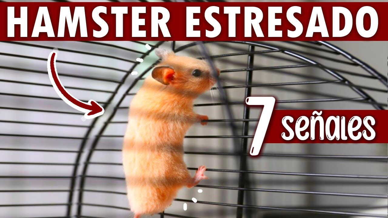 ¿Cómo saber si mi HAMSTER está ESTRESADO? - 7 SEÑALES DE ESTRES - YouTube