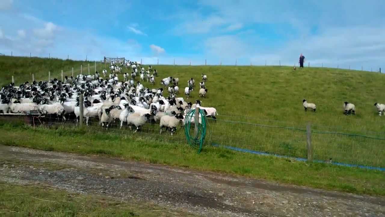 NORTH YORKSHIRE MOORS ENGLAND BROW HOUSE FARM SHEEP - YouTube