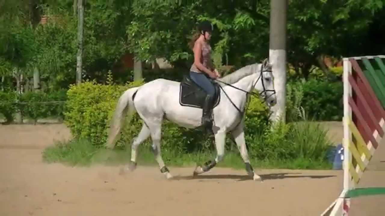 HD - Flatwork with my horse. - YouTube