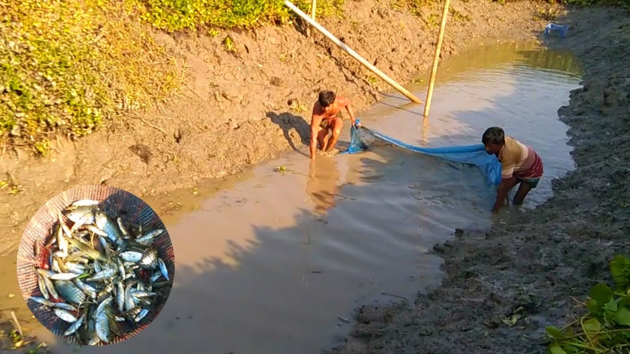Traditional Net Fishing | Amazing Net Fishing by Village boy | River ...