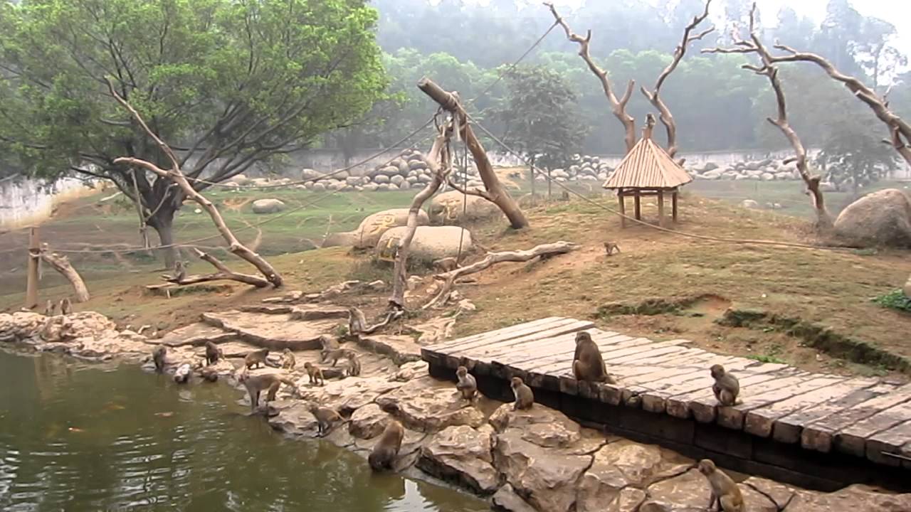 Monkee's in Guangzhou China Animal Safari. - YouTube