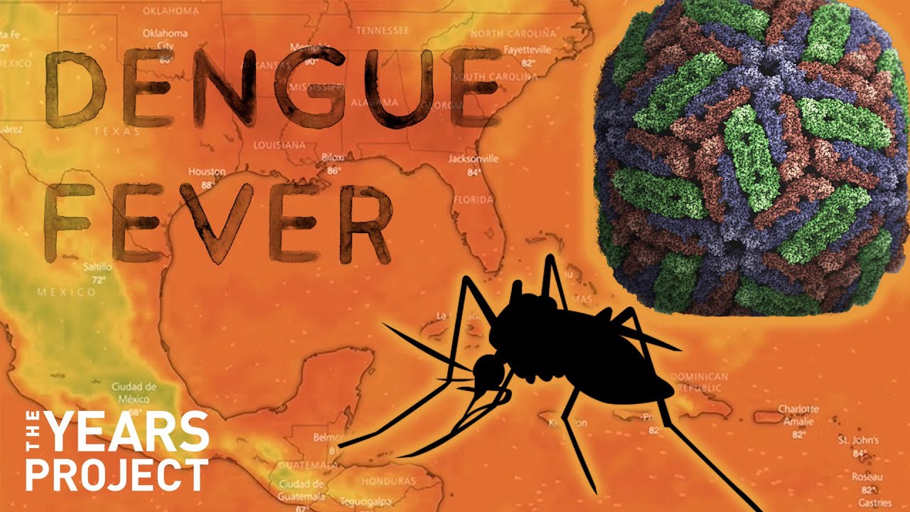 How Climate Change Is Speeding Up The Spread Of Dengue Fever - YouTube