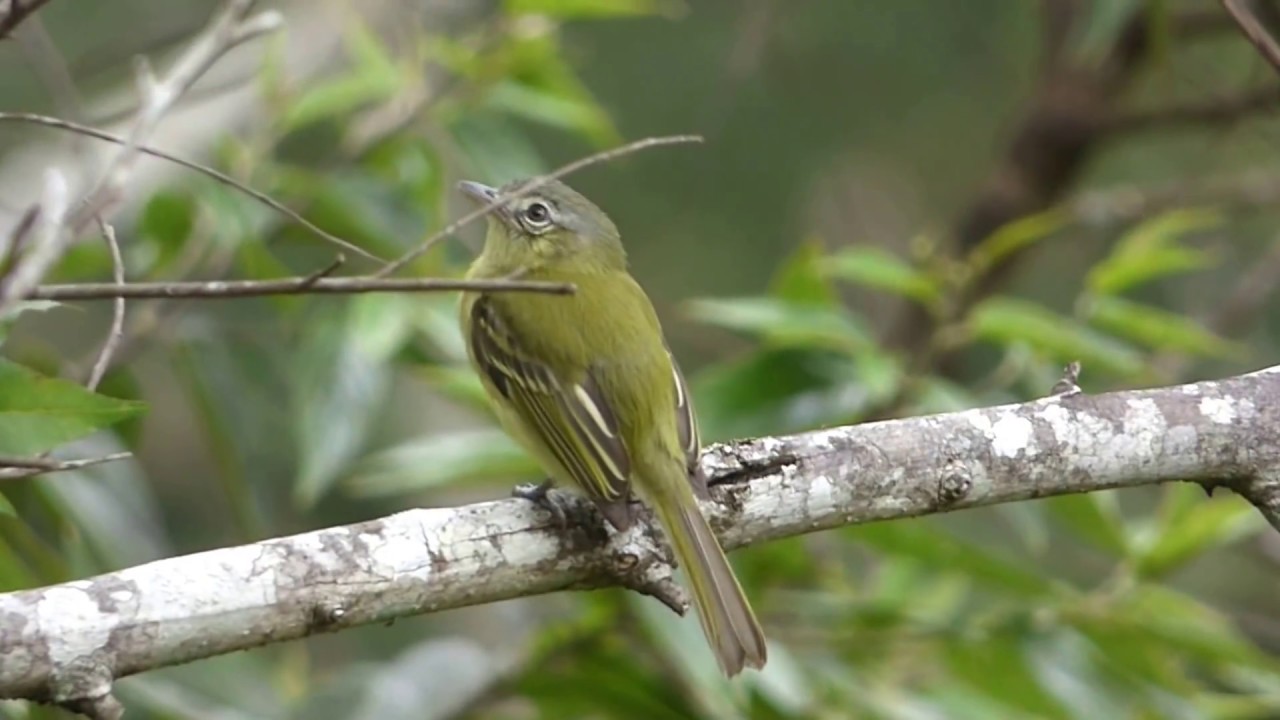 Yellow-olive Flycatcher - YouTube