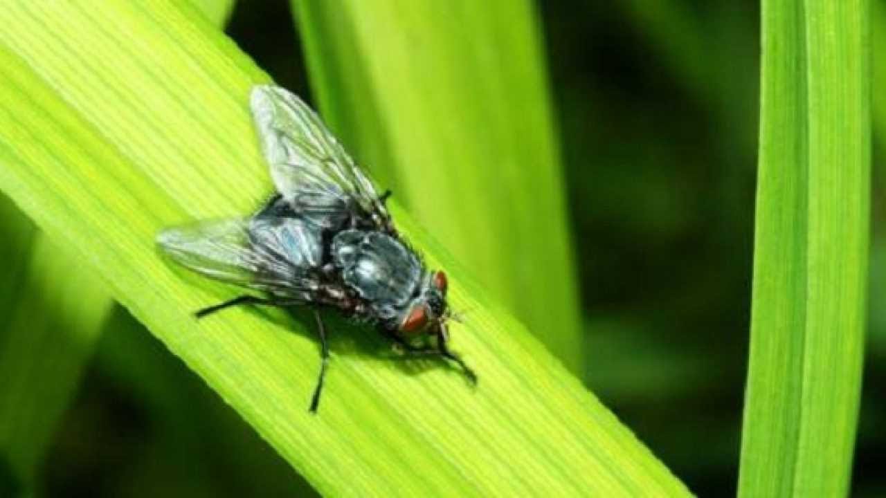 Contro tutti gli insetti a corpo molle come combatterli in modo ...