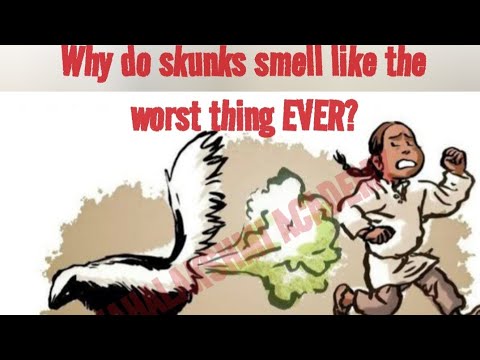Skunk Spray Explained ll Why do skunks smell like the worst thing EVER? ll Skunk # ...