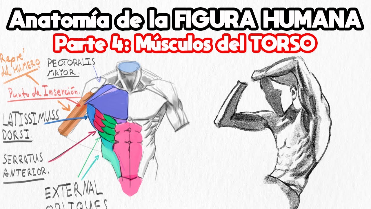 Como Dibujar La Figura Humana Parte 4 Musculos Del Torso Anatomia