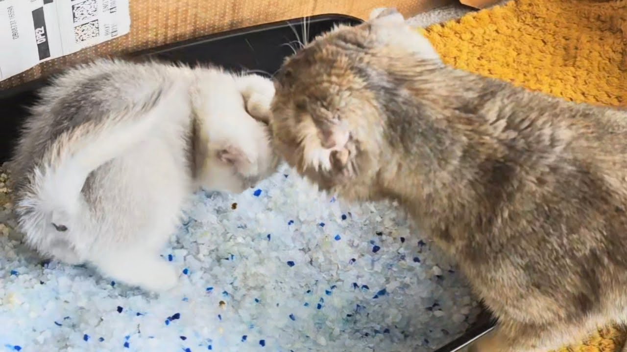 Scandal and nerves! How a mother cat worries when her kitten meows in ...
